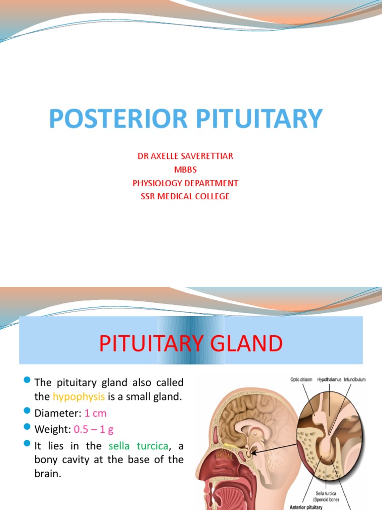 Posterior Pituitary: DR Axelle Saverettiar Mbbs Physiology Department ...