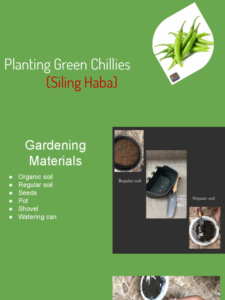 (Siling Haba) : Planting Green Chillies | PDF