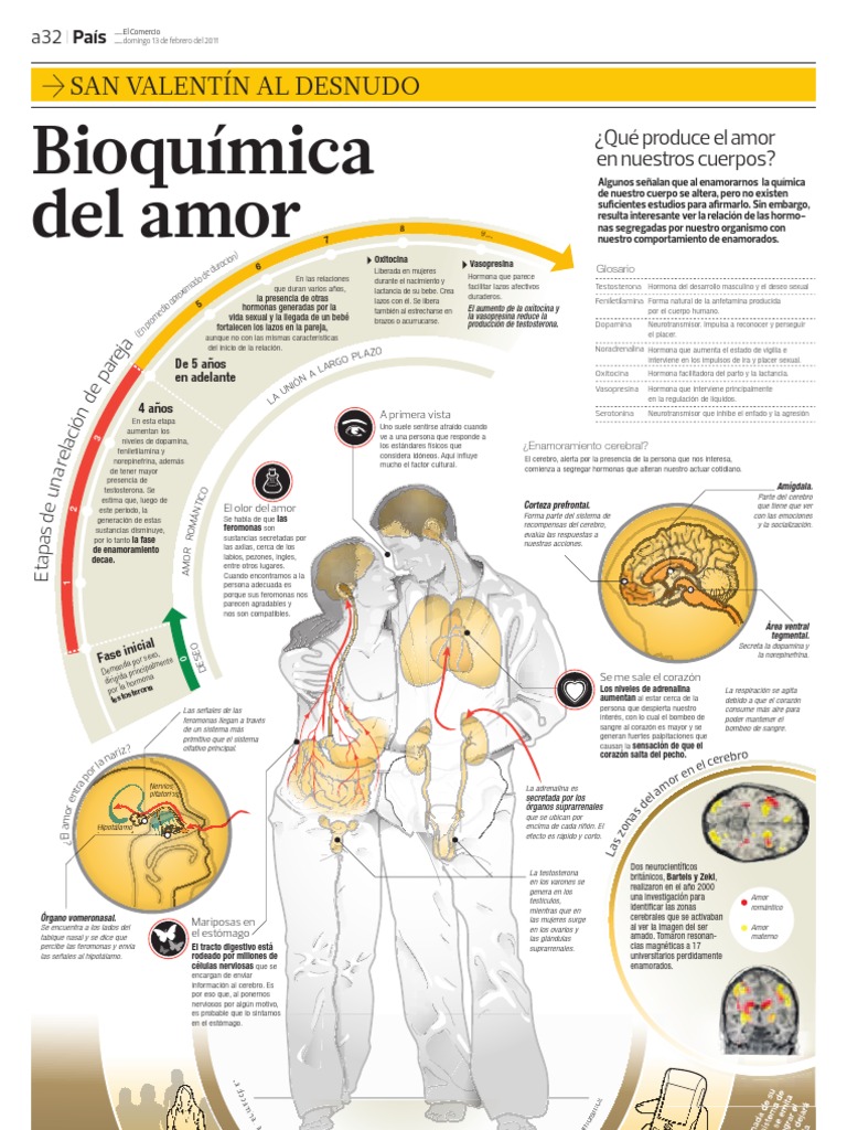 Bioquímica Del Amor | PDF | Dopamina | Cerebro