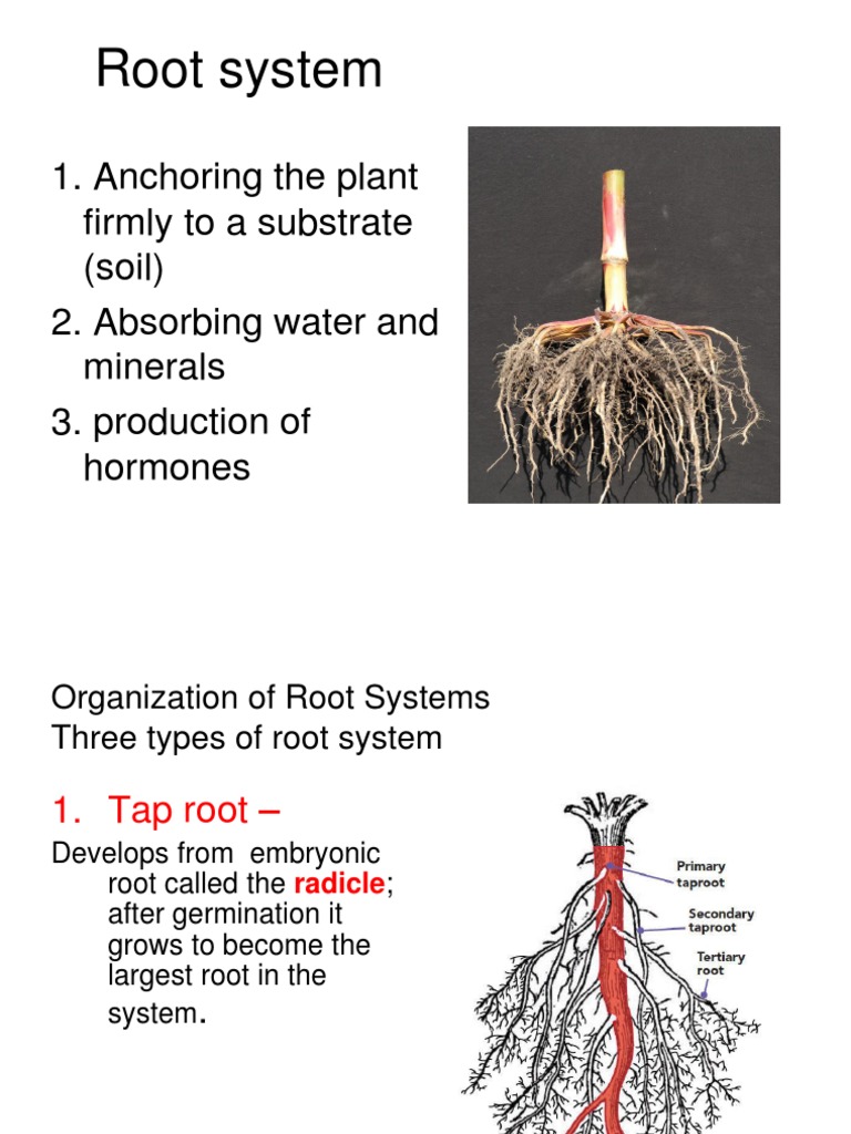 Botany 5 Root System PDF | PDF | Root | Plant Stem