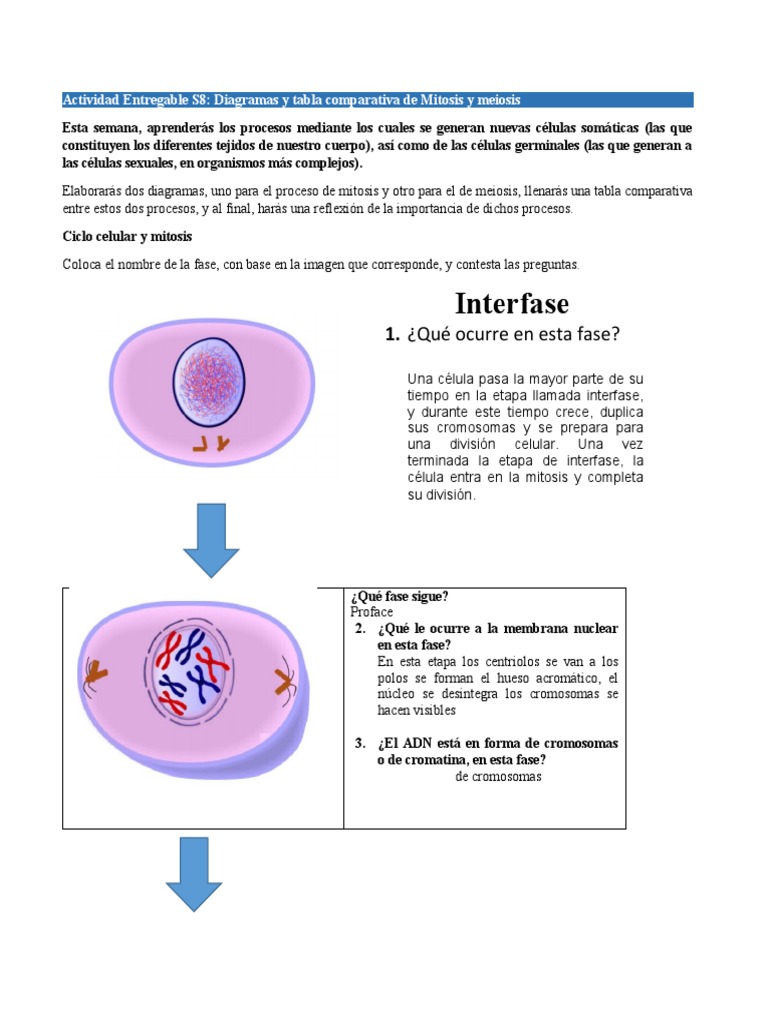 Hoja De Trabajo Sobre La Mitosis División Celular II | Biology