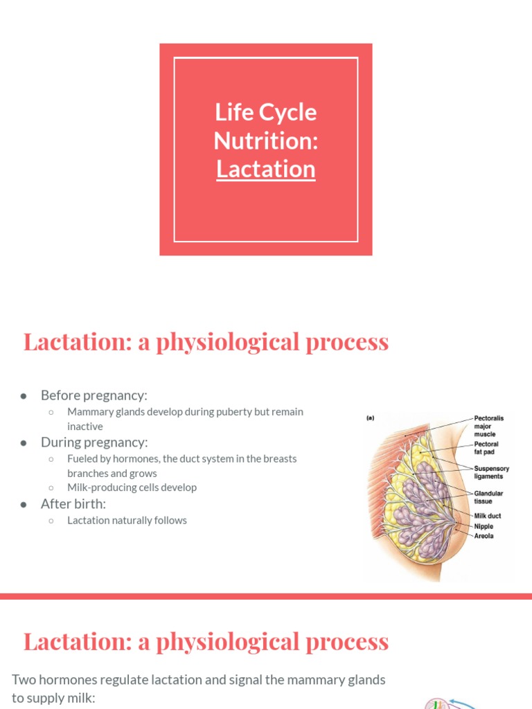 Lactation Presentation | PDF | Lactation | Breastfeeding