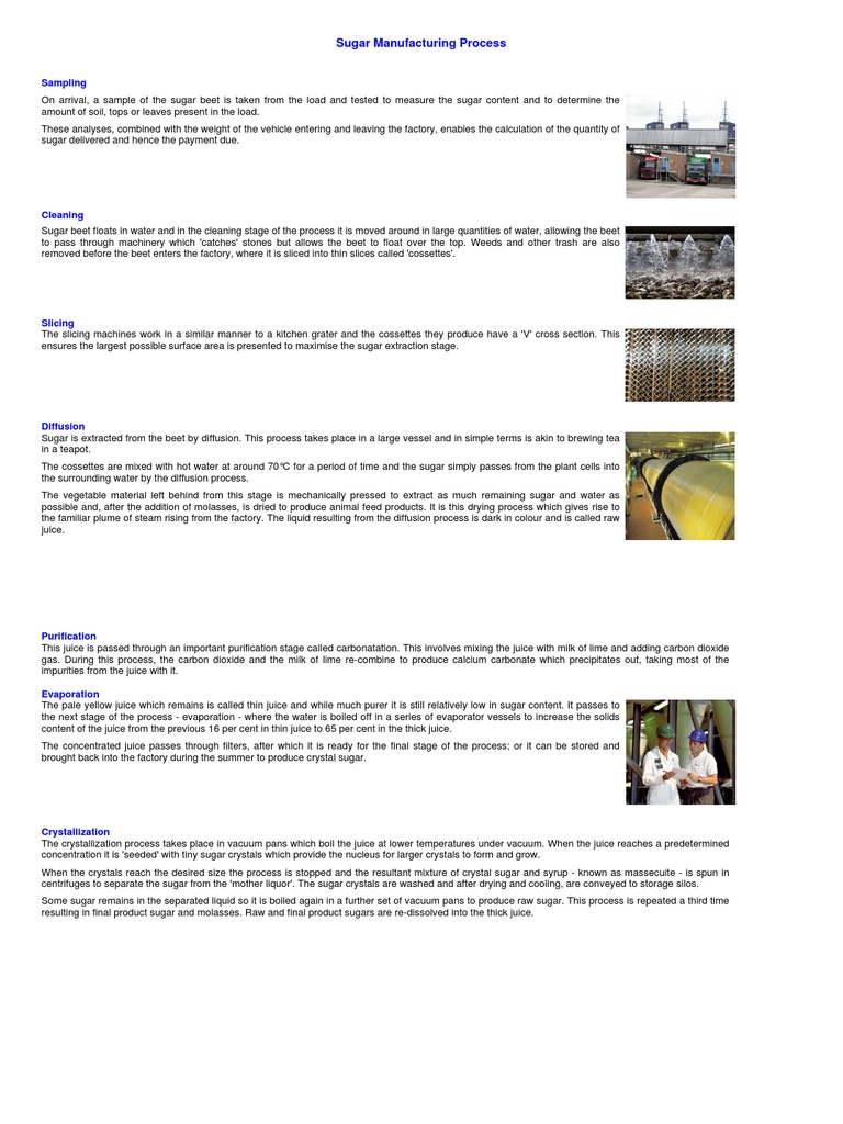 Sugar Manufacturing Process | Download Free PDF | Sugar Beet | Sugar