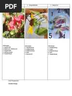 Morfologi Dan Anatomi Bunga Sepatu | PDF