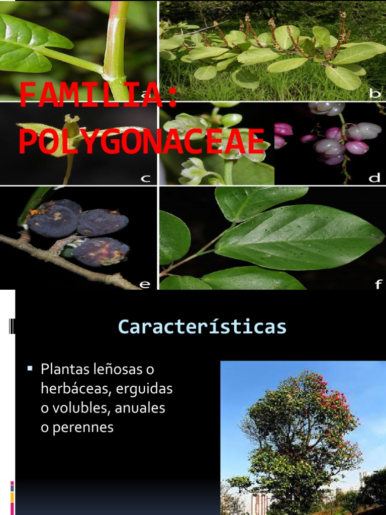 Familia Polygonaceae | PDF