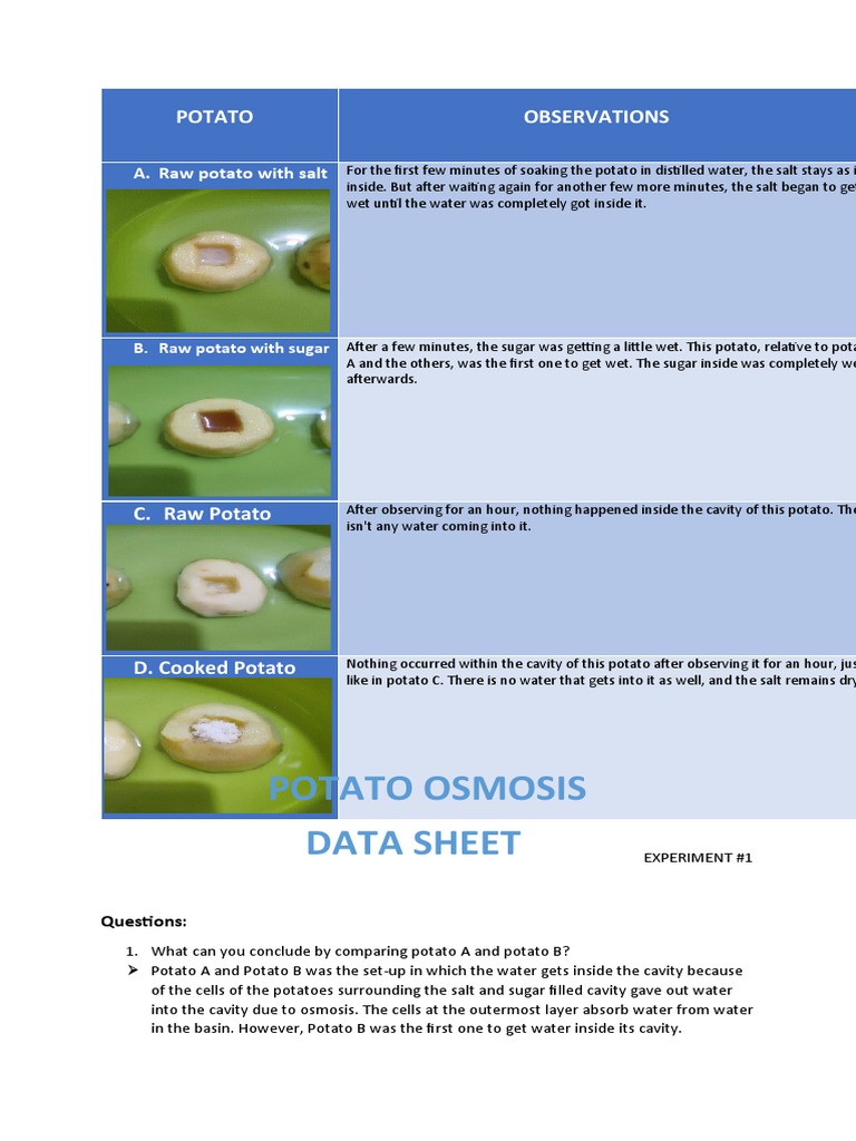 Potato Osmosis Experiment 1 | PDF | Osmosis | Separation Processes