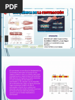 Guía de Proteoglicanos y Funciones | PDF | Biología estructural ...