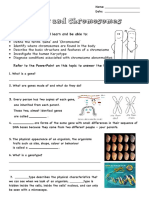 Dichotomous Key Practice Worksheets | PDF | Foreign Language Studies