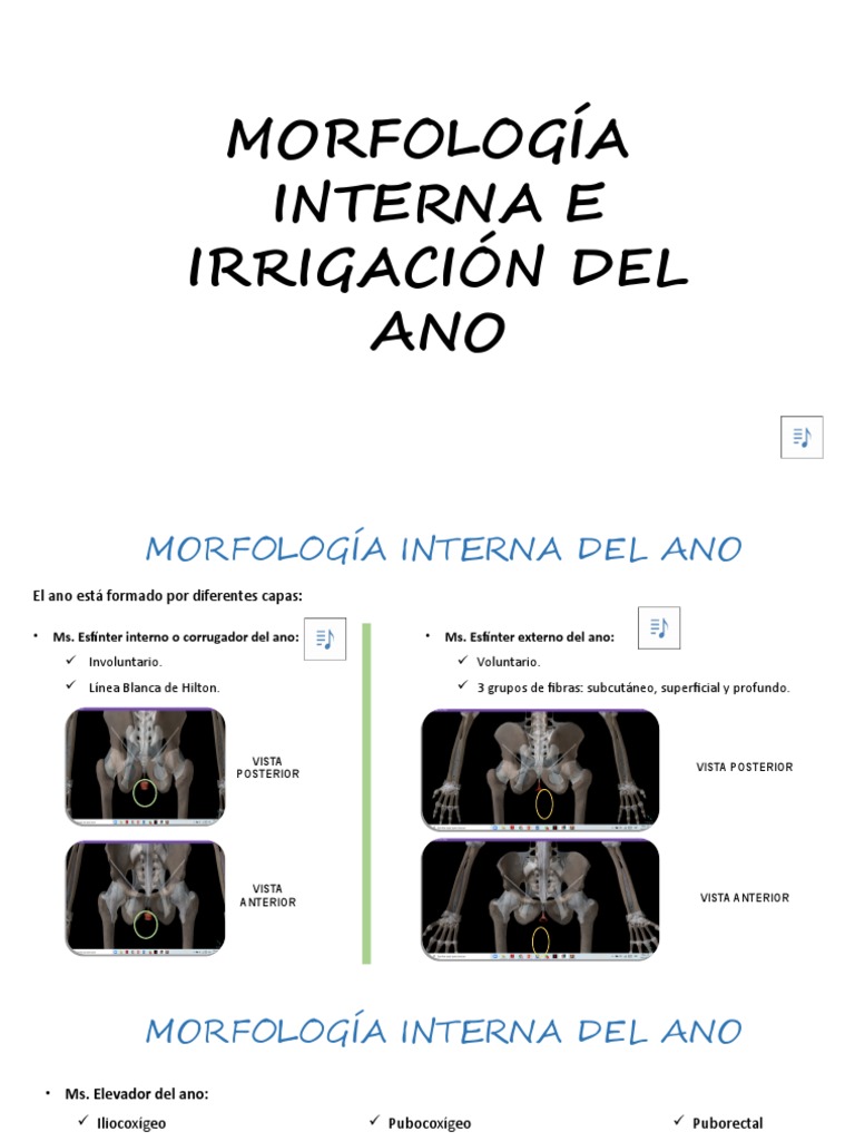Morfología Interna e Irrigación Del Ano | PDF