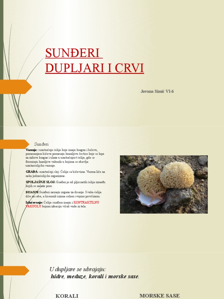 Prezentacija Sunđeri Dupljari I Crvi | PDF