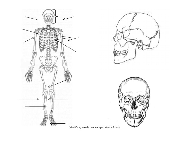 Fisa de Lucru Scheletul Uman | PDF