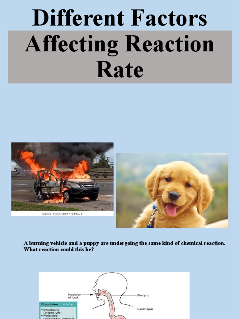 Factors Affecting Reaction Rates | Download Free PDF | Reaction Rate ...