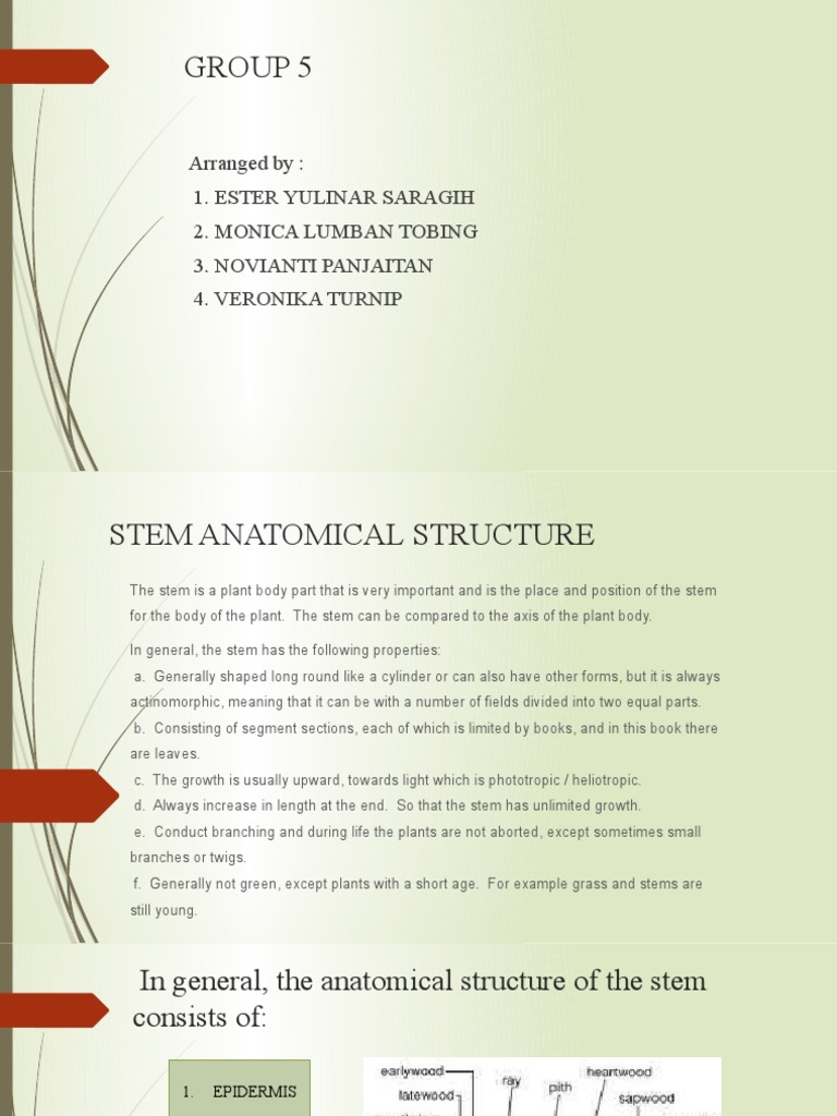 Anatomy of Stem | PDF | Plant Stem | Tissue (Biology)