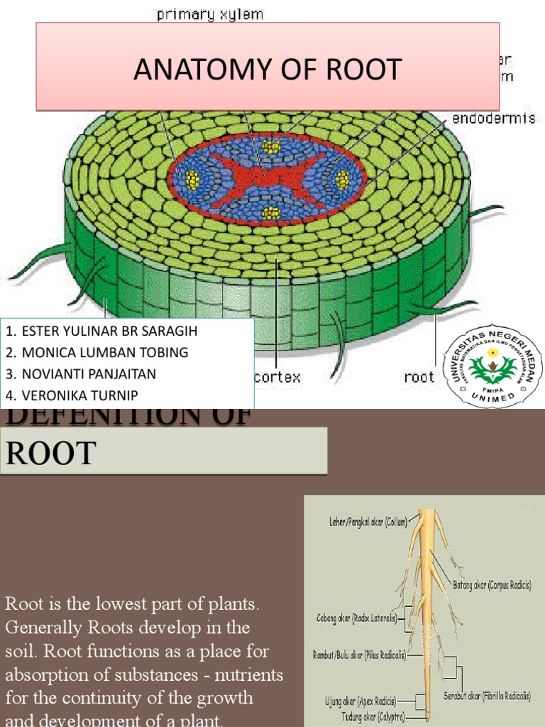 Anatomy of Root | PDF | Root | Botany