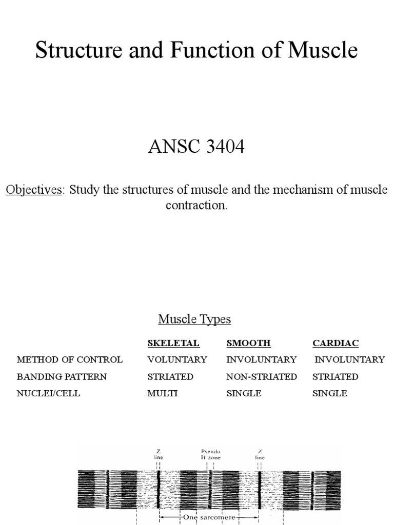 Structure and Function of Muscle: ANSC 3404 | PDF | Myocyte | Muscle ...