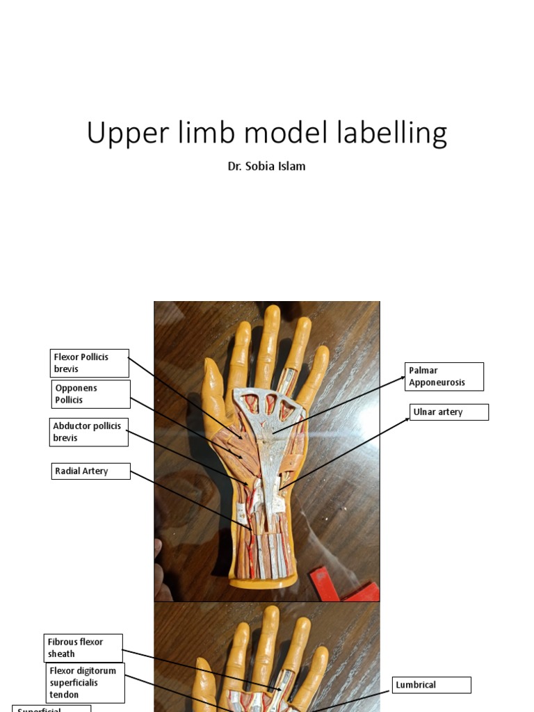 Upper Limb Model Labelling PDF | PDF