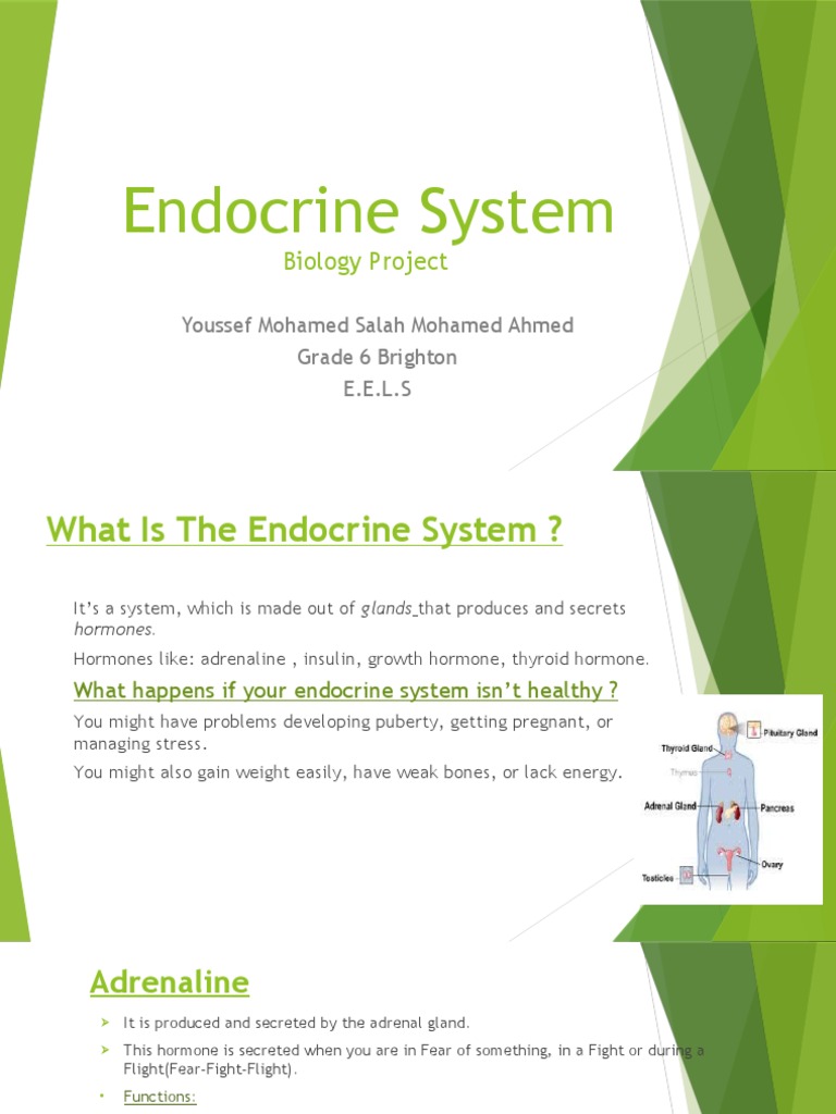Endocrine System: Biology Project | PDF