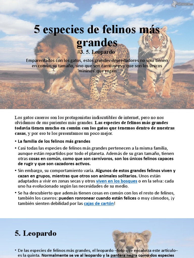 5 Especies de Felinos Más Grandes | PDF | Felidae | Leopardo