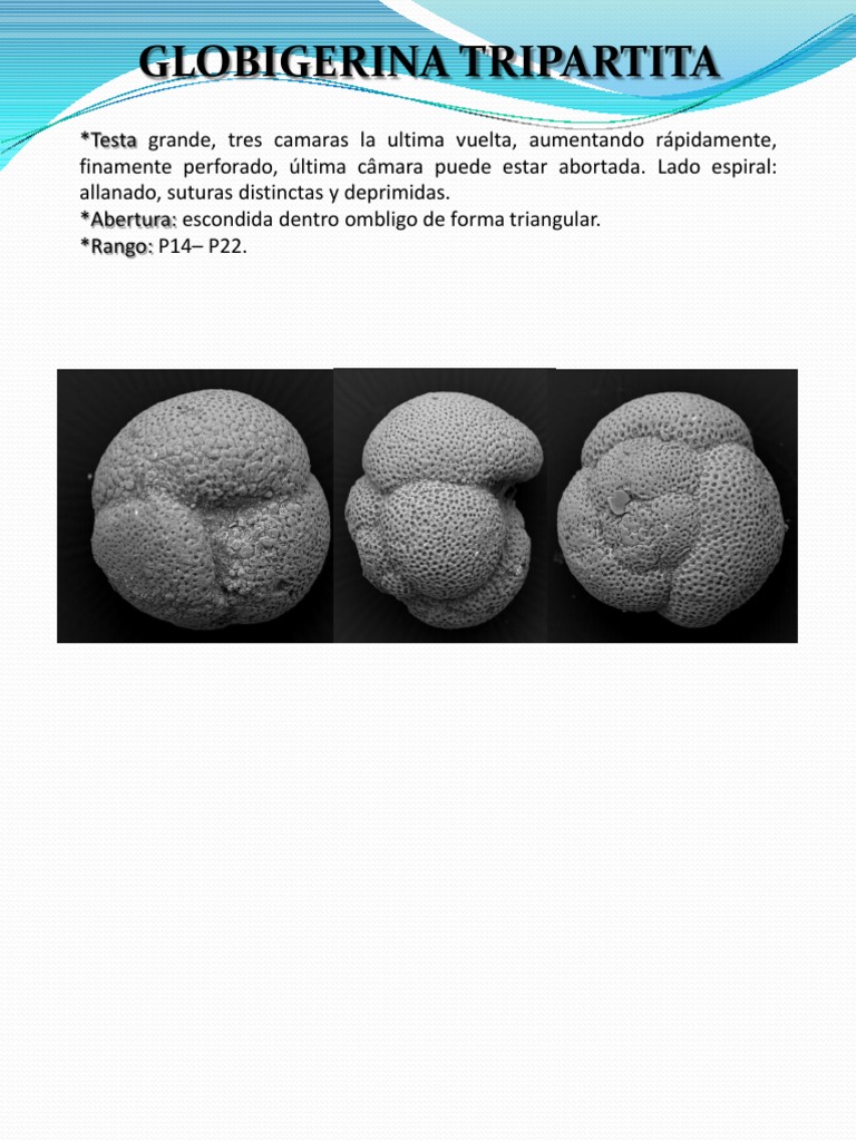 Globigerina Tripartita | PDF