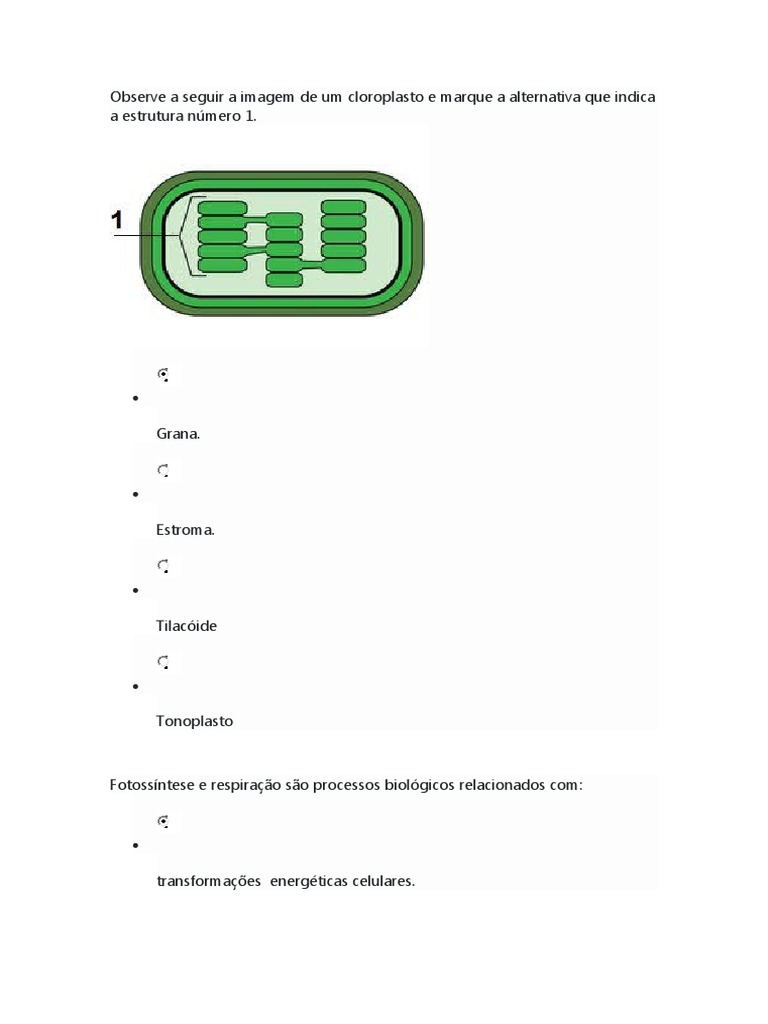 Cloroplasto estrutura 1 tilacóide | PDF | Enzima | Reações químicas