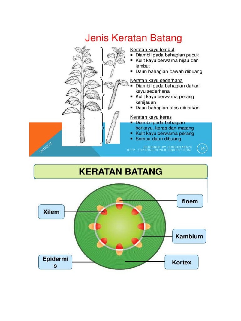 Pembiakan Secara Keratan Batang | PDF