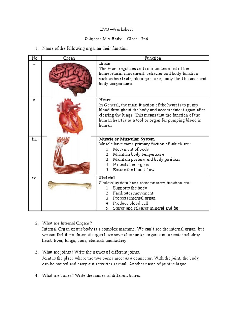 Internal Organs Of The Body And Their Functions