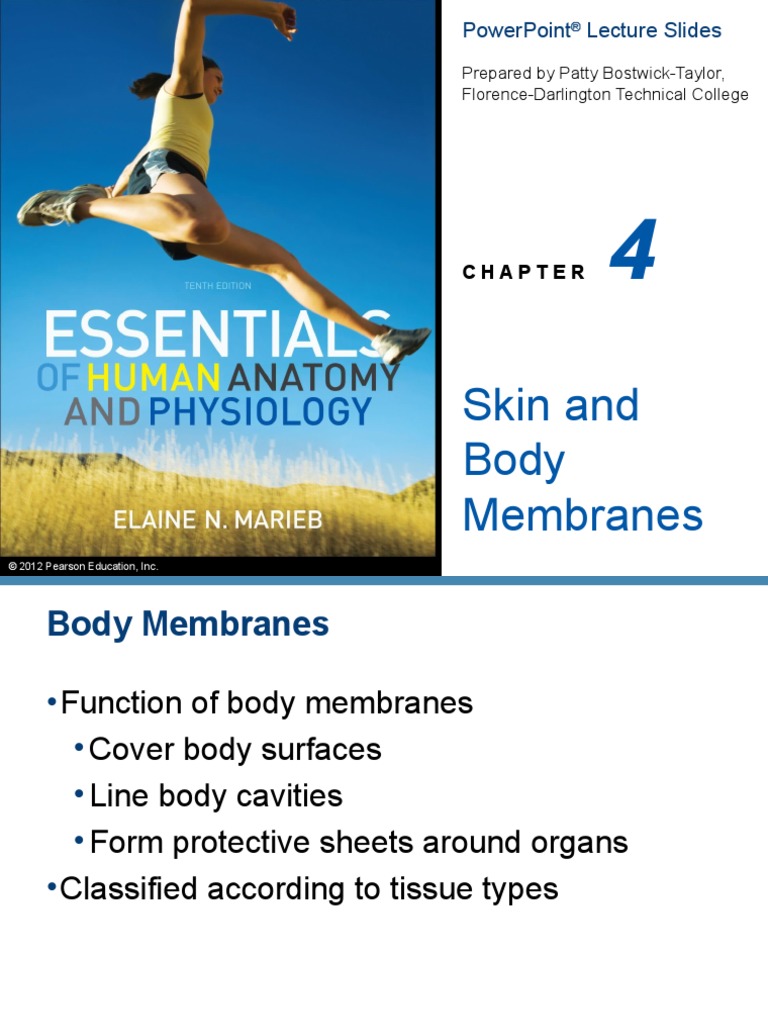 CH - 04 Skin and Body Membrane | PDF | Skin | Epithelium