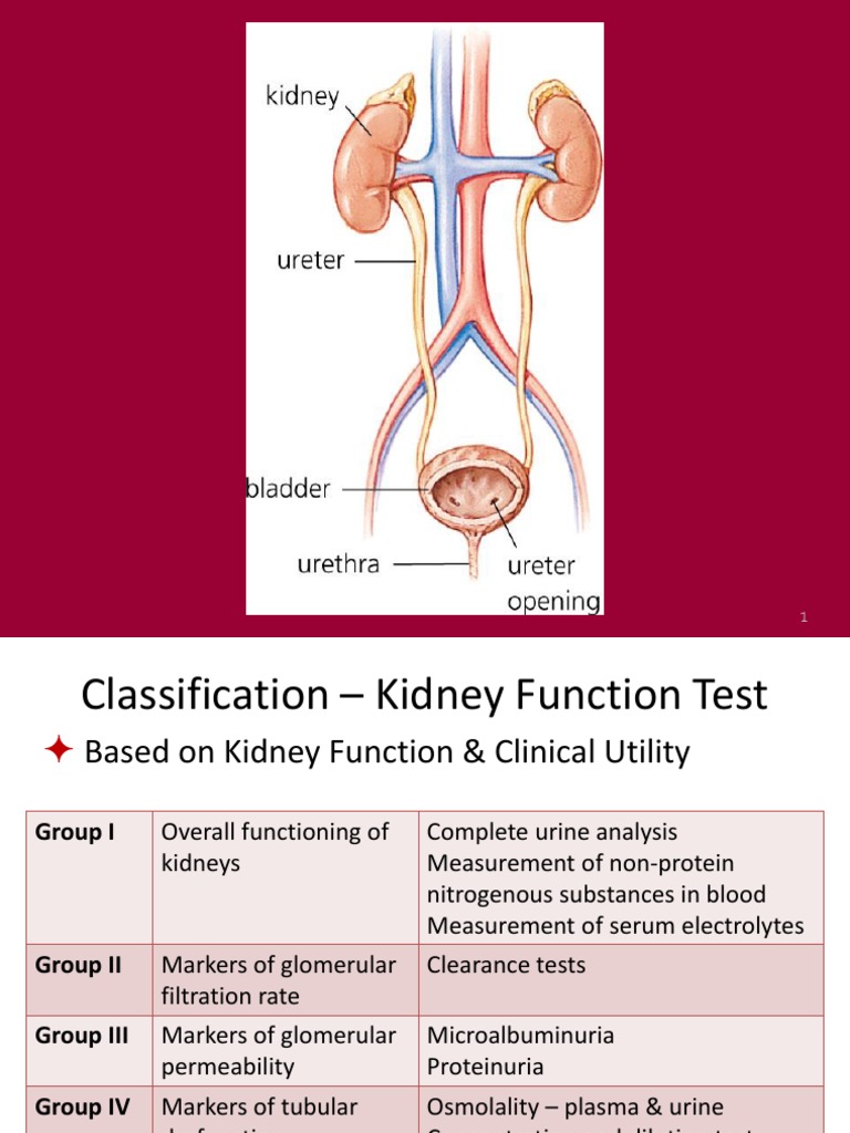 Kidney Function Test | PDF | Renal Function | Creatinine