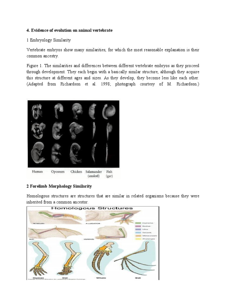 Evidence of Evolution in Vertebrate Embryology, Forelimb Morphology ...