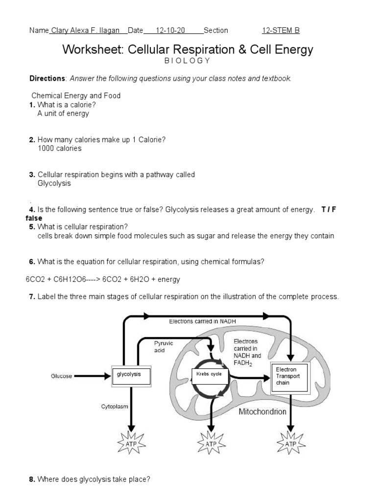 Worksheet: Cellular Respiration & Cell Energy | PDF | Cellular ...