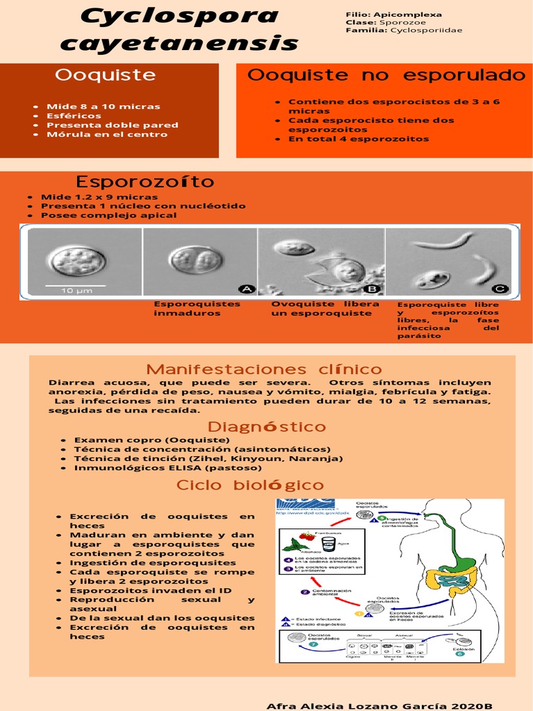Ciclo de vida y síntomas de Cyclospora | PDF