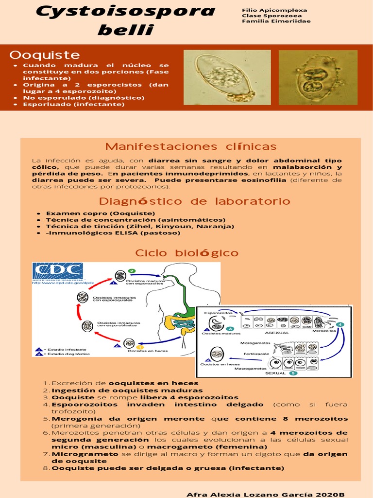 Cystoisospora Belli | PDF