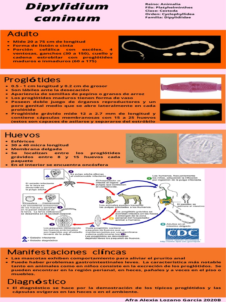 Proglótides de Dipylidium caninum en heces | PDF