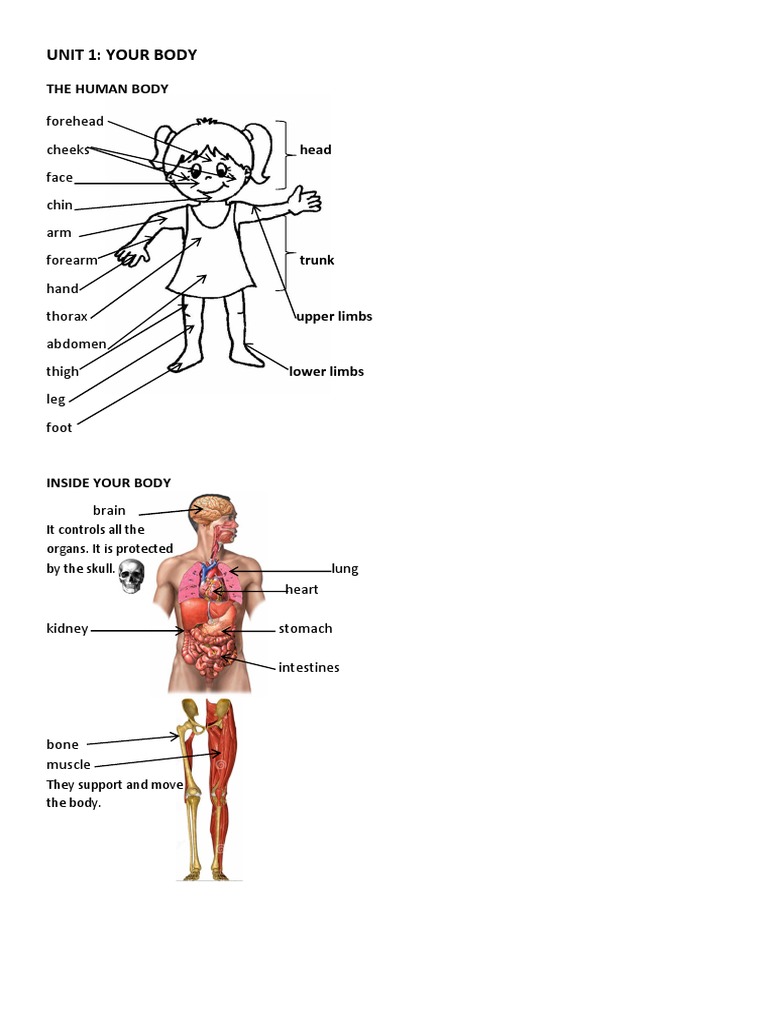 Your Body | PDF | Self-Improvement