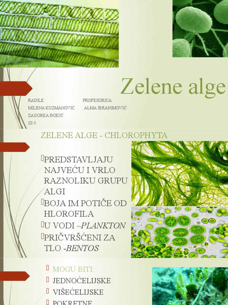 Zelene Alge | PDF