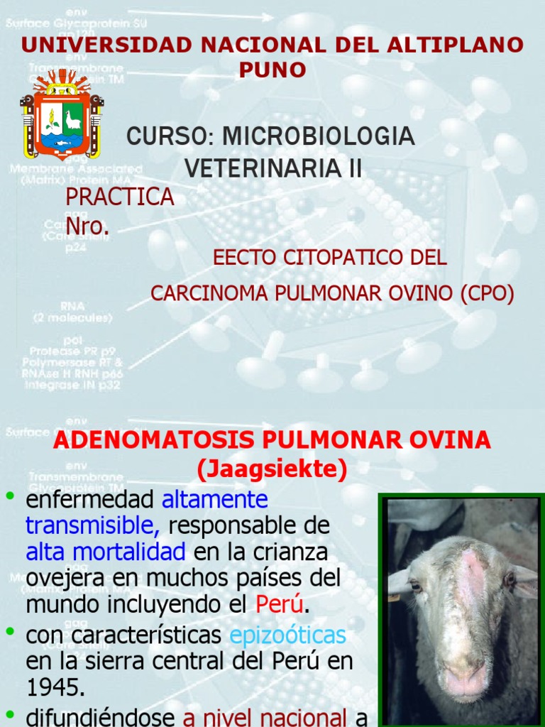 Pract. # 5 EFECTO CITOPATICO RETROVIRUS CPO | PDF | Retrovirus | Virus