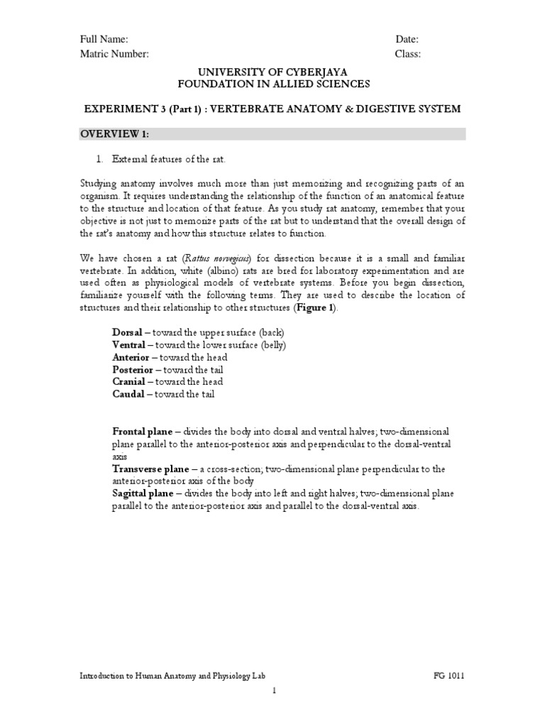 Rat Anatomy and Digestive System Lab | PDF | Gastrointestinal Tract | Liver