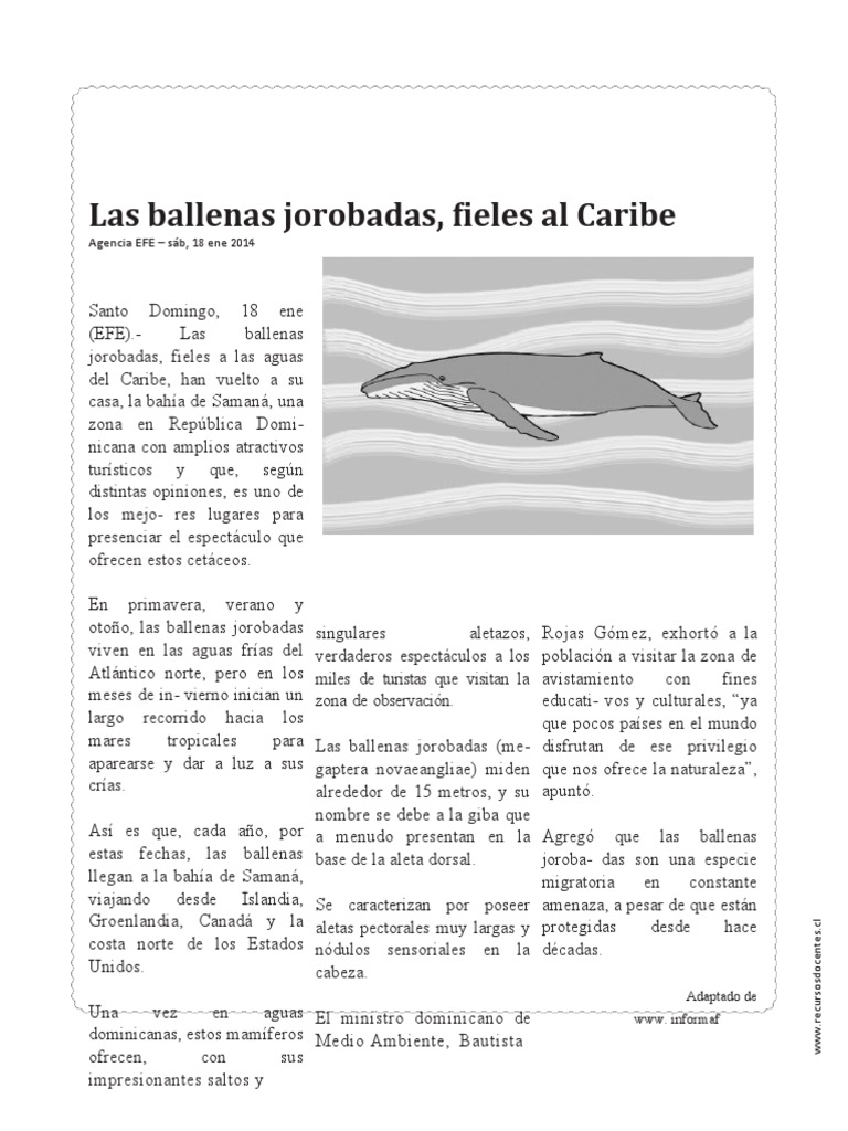 Lectura La Ballena Jorobada Word | PDF | Ungulados | Cetáceos