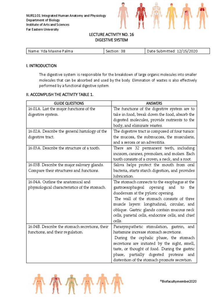 Lec Activity16-And-17 Digestive System | PDF | Adenosine Triphosphate | Liver