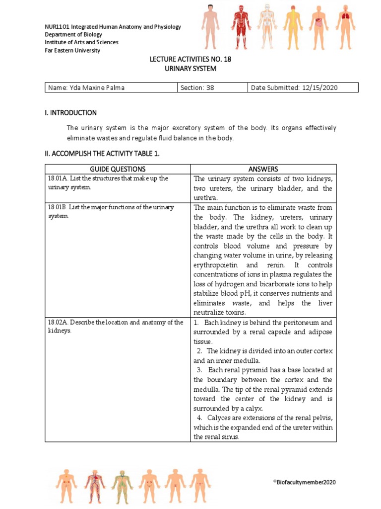 Each Renal Pyramid Has A Base Located at | PDF | Kidney | Urinary System