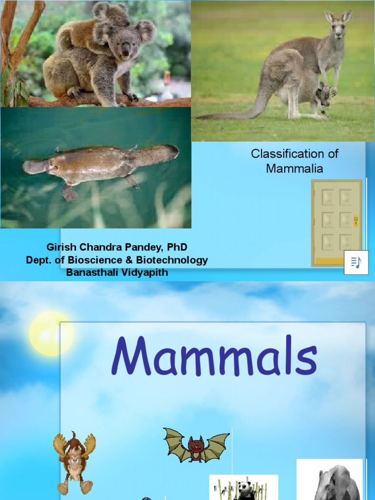 Classification of Mammals Explained | PDF | Cetacea | Marsupials
