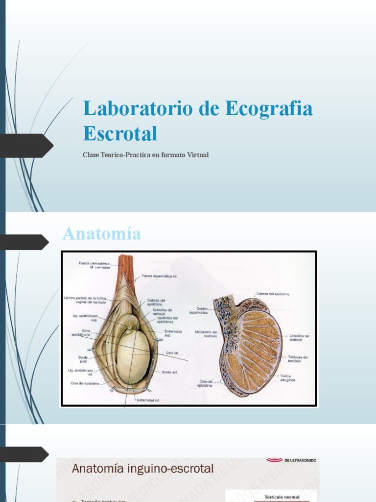 Laboratorio Ecografia Escrotal (Sin Notas) | PDF | Testículo | Anatomia ...