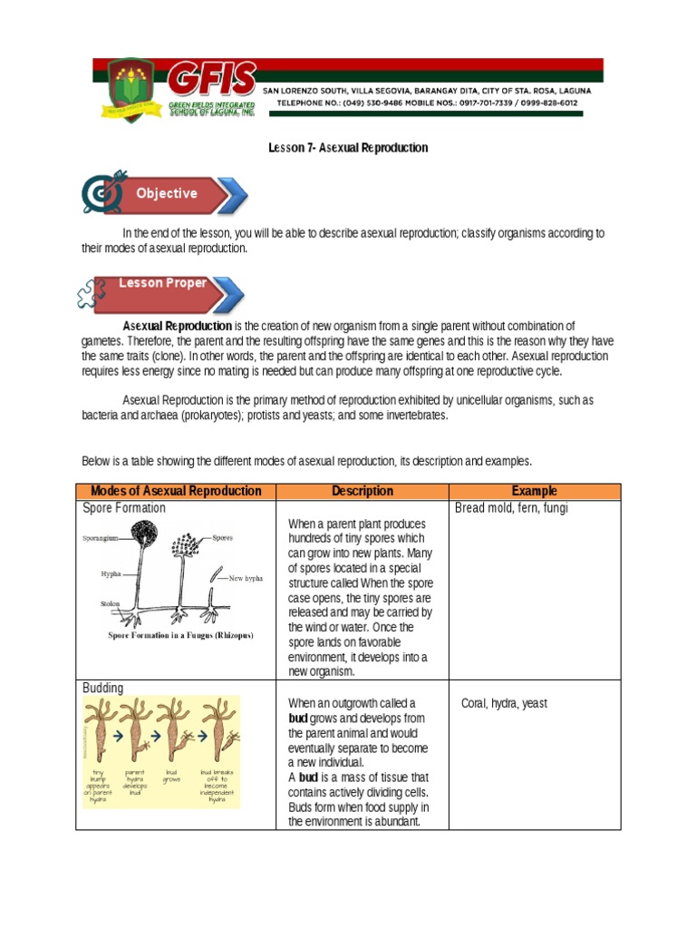 Lesson 7 - Asexual Reproduction | PDF | Spore | Reproduction
