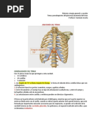 Paquete Vasculonervioso Intercostal | PDF | Tórax | Tórax (anatomía humana)