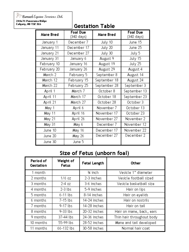 Mare Gestation and Foal Size Chart | PDF | Fetus | Equidae