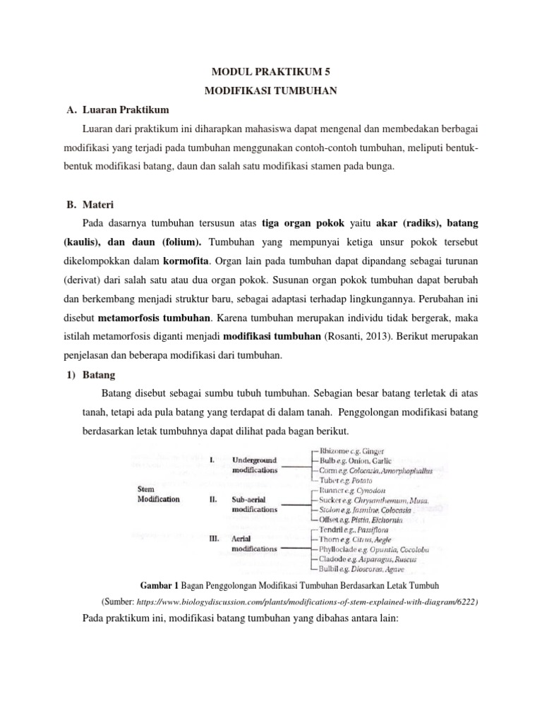 Modifikasi Tumbuhan: Batang dan Daun | PDF