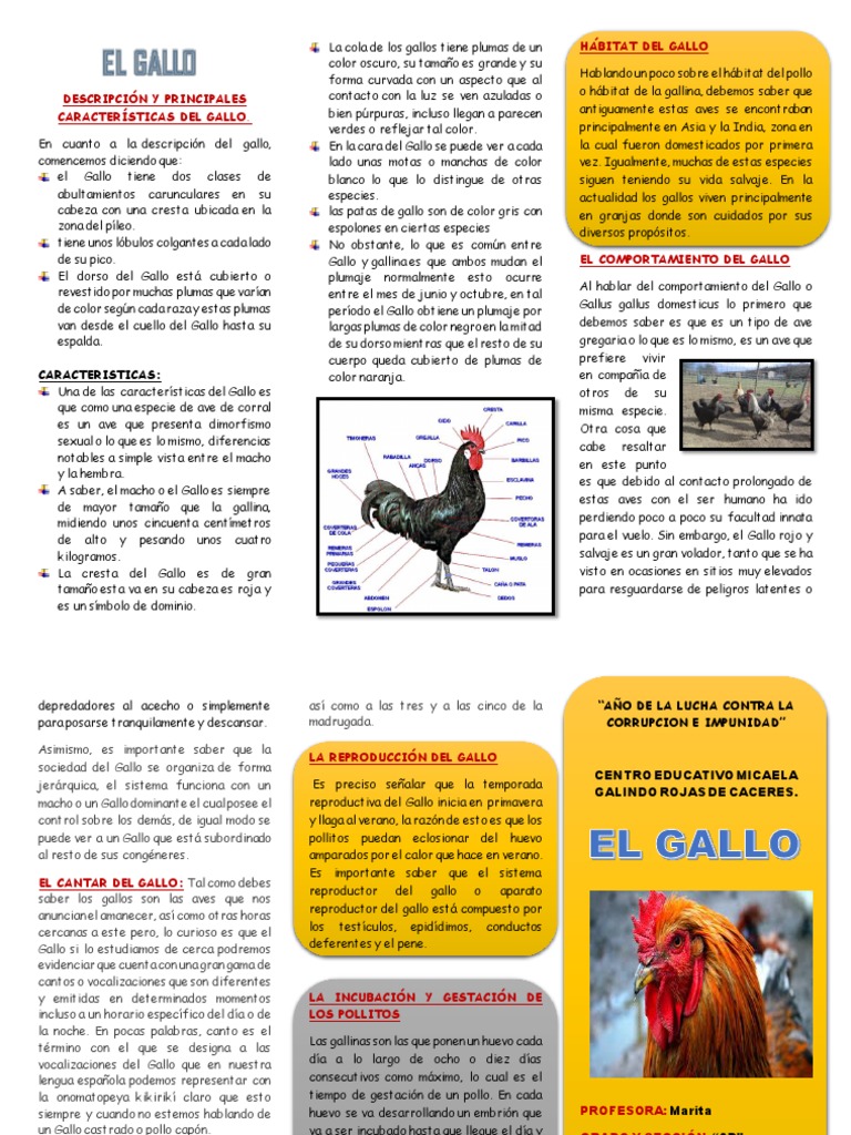 TRIPTICO | PDF | Pollo | Dinosaurios