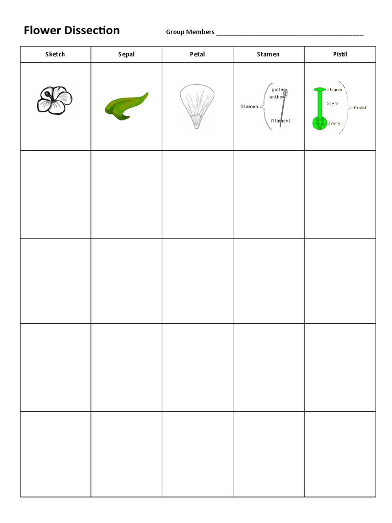 Flower Dissection Work Sheet | PDF