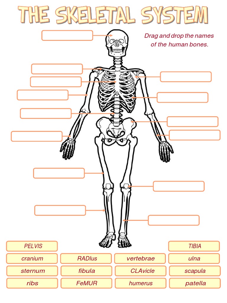 Drag and Drop The Names of The Human Bones | PDF