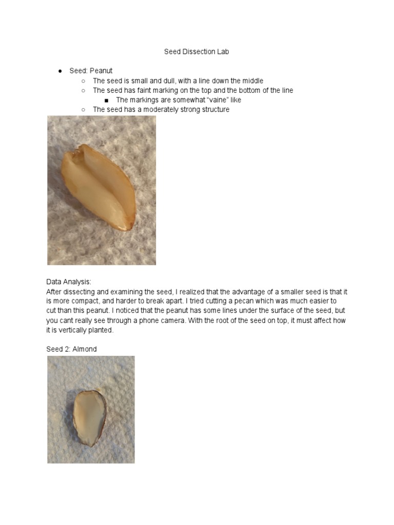 Peanut and Almond Seed Dissection | PDF